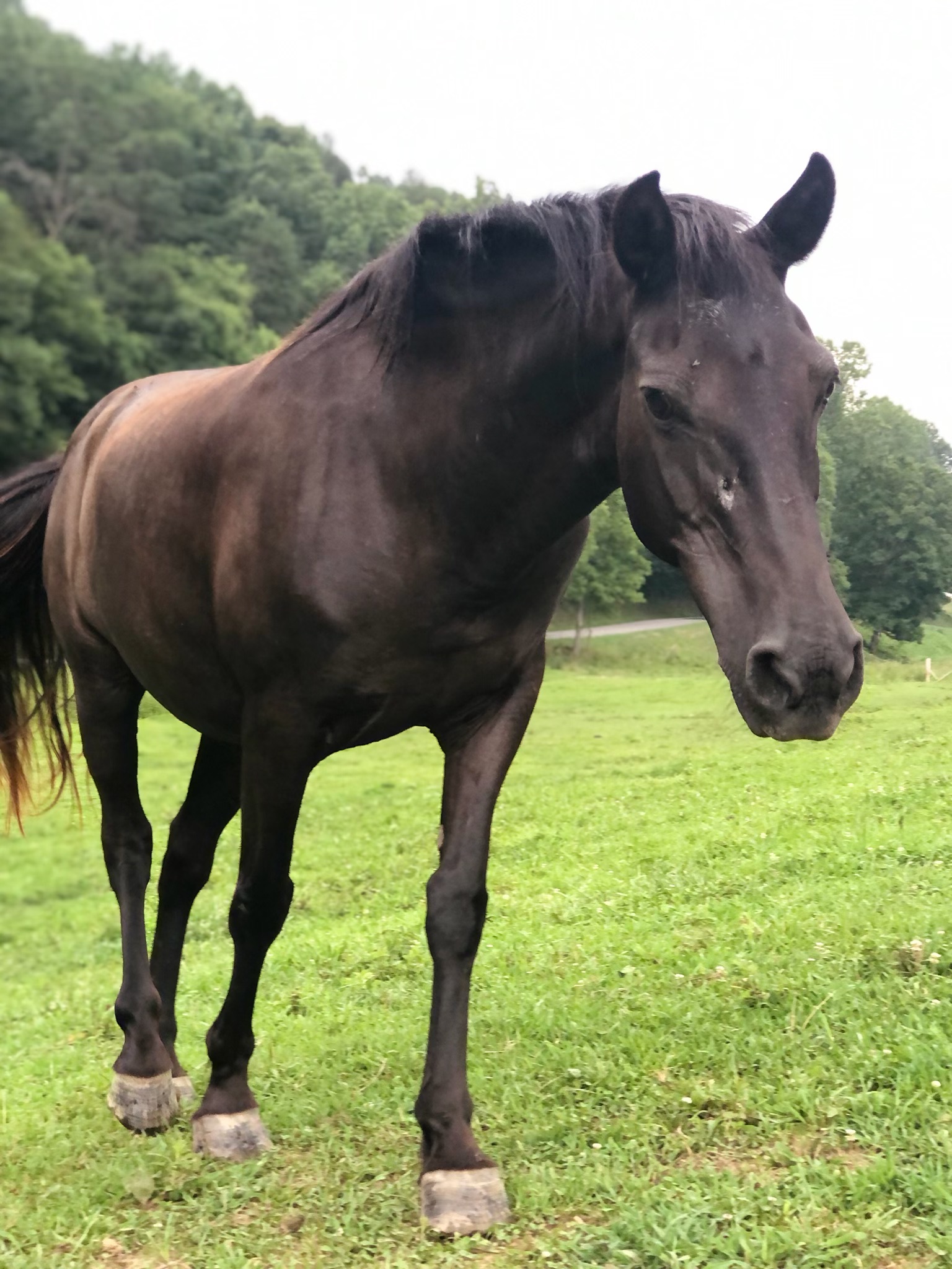 Cherokee Spirit Mustang Rescue and Equine Refuge | Historic Union County
