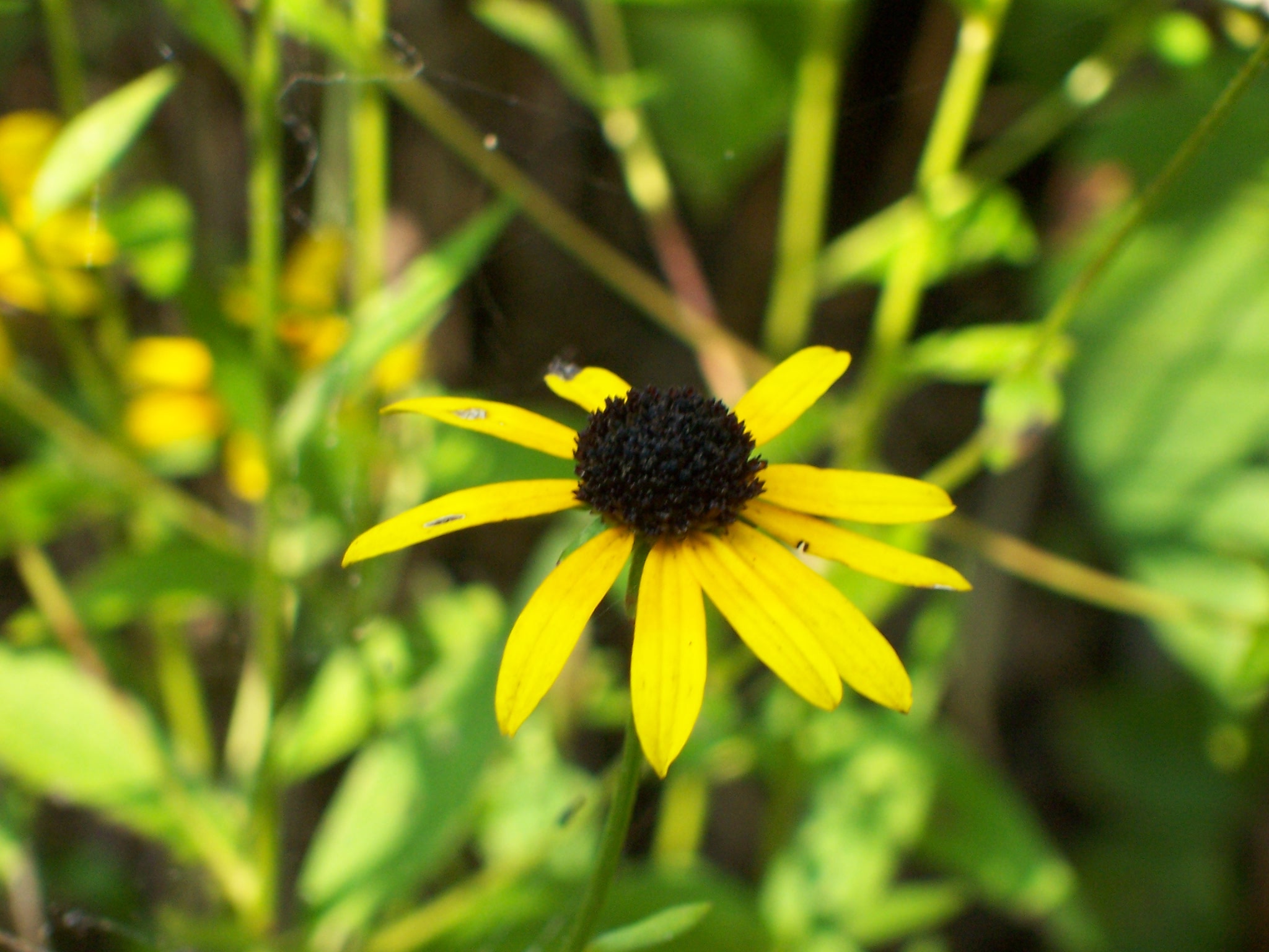 Yellow Fall Asters | Historic Union County