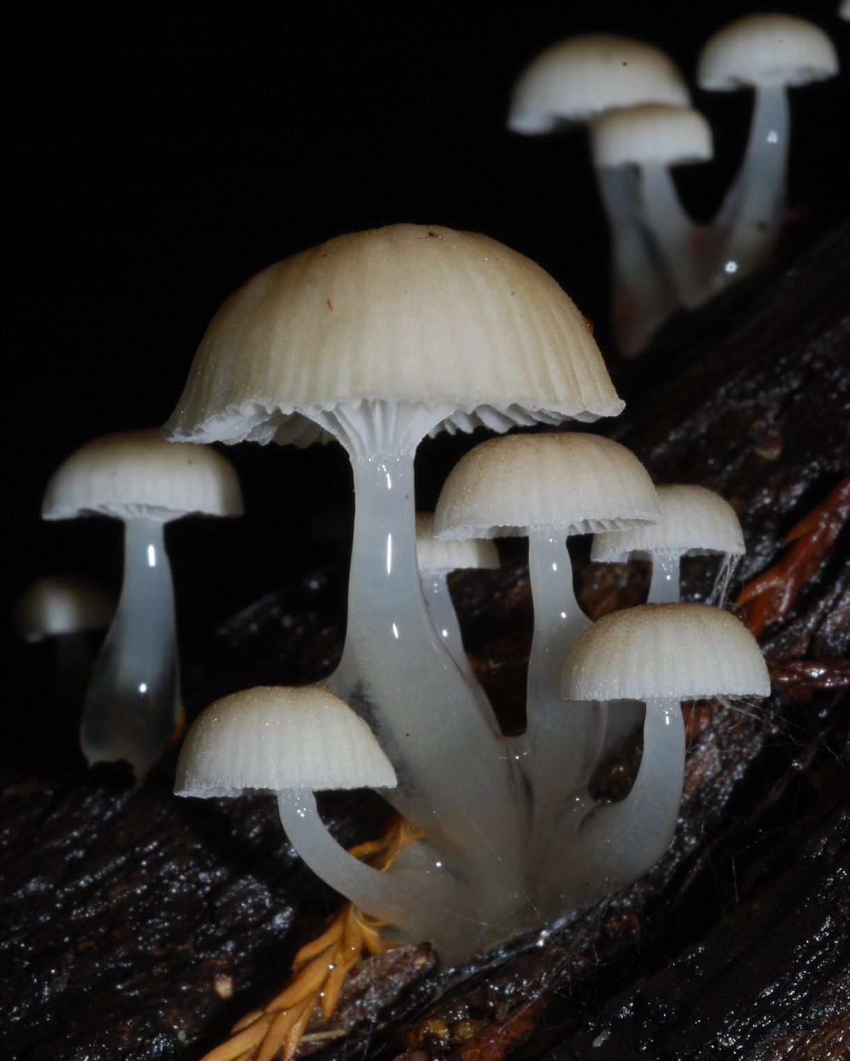 Our ecological superhero - pestalotiopsis microspora | Historic Union ...