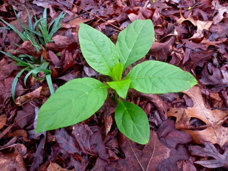Poke Salad, a Mountain Tradition | Historic Union County