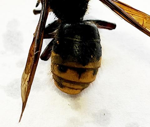 European hornets are not murder hornets | Historic Union County